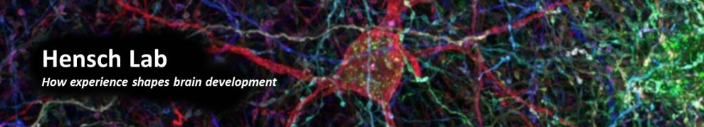 Hensch Lab | How experience shapes brain development